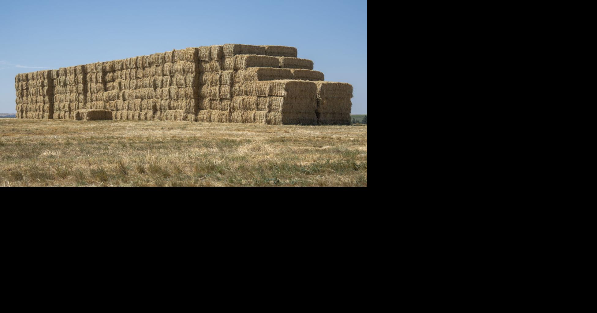 Evolving farming industry finds ways to keep up production of bluegrass ...