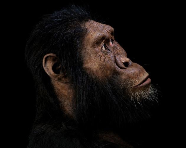 In watershed discovery, skull of ancient human ancestor unearthed | World | wenatcheeworld.com