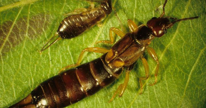 Rethinking the earwigs in your garden | At Home | wenatcheeworld.com