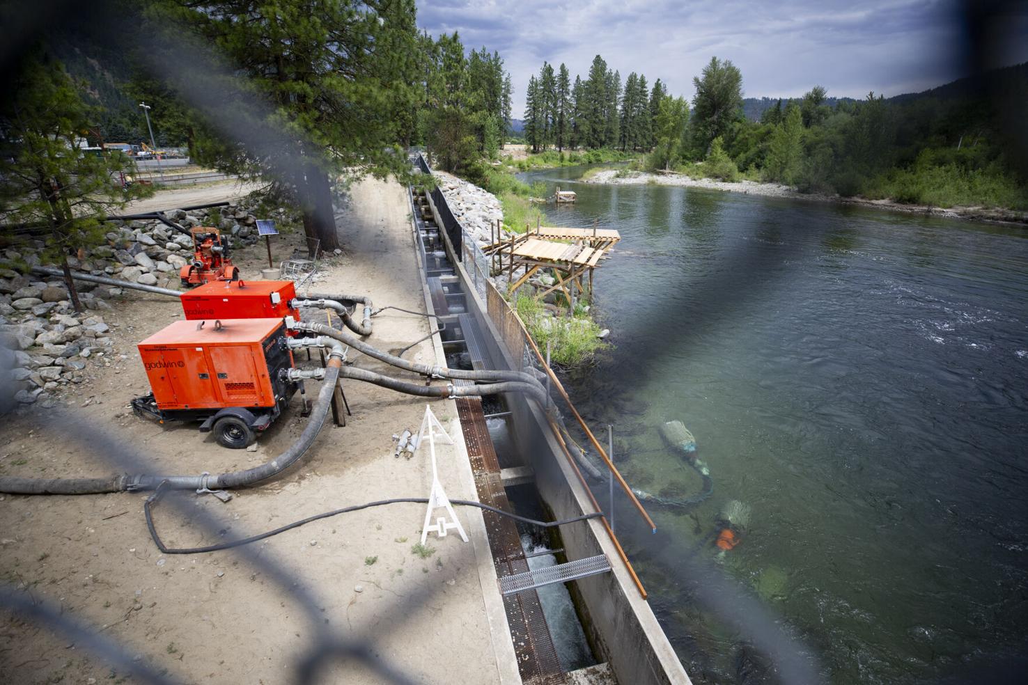 No chinook fishing season on Icicle amid water woes, low returns ...