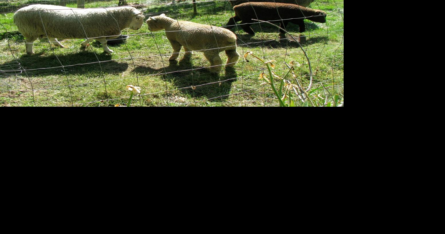 Photos: Susan Kidd's "unherd" of sheep | | wenatcheeworld.com