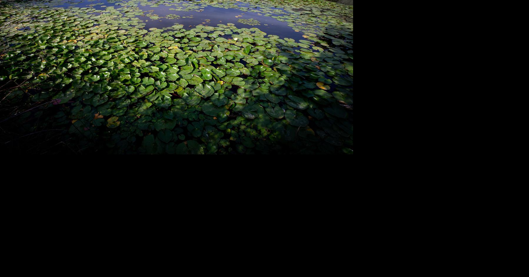 Photos: Life at the water lilies | Local News | wenatcheeworld.com