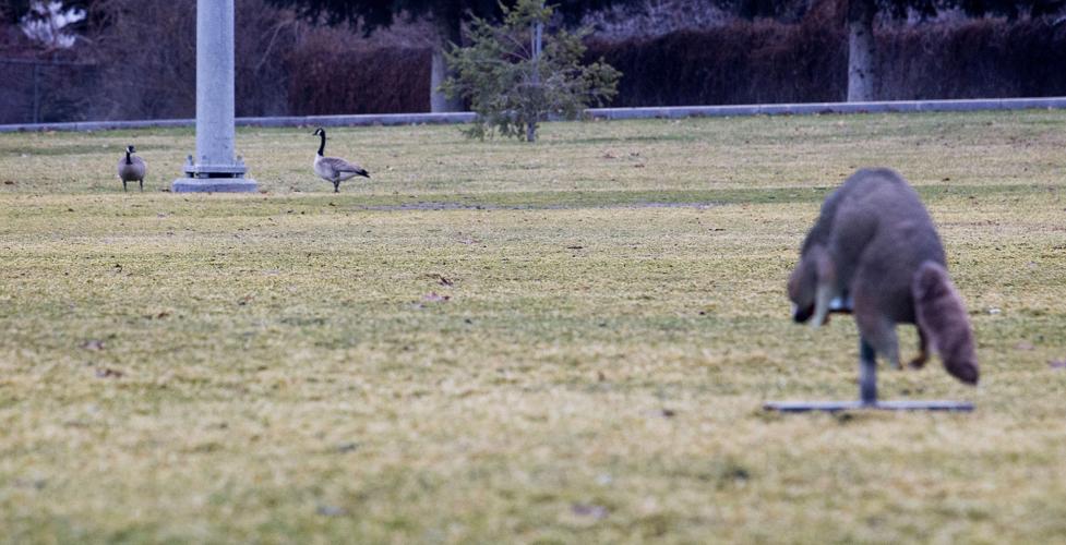 PUD hopes coyote pack gooses the geese | Local News | wenatcheeworld.com