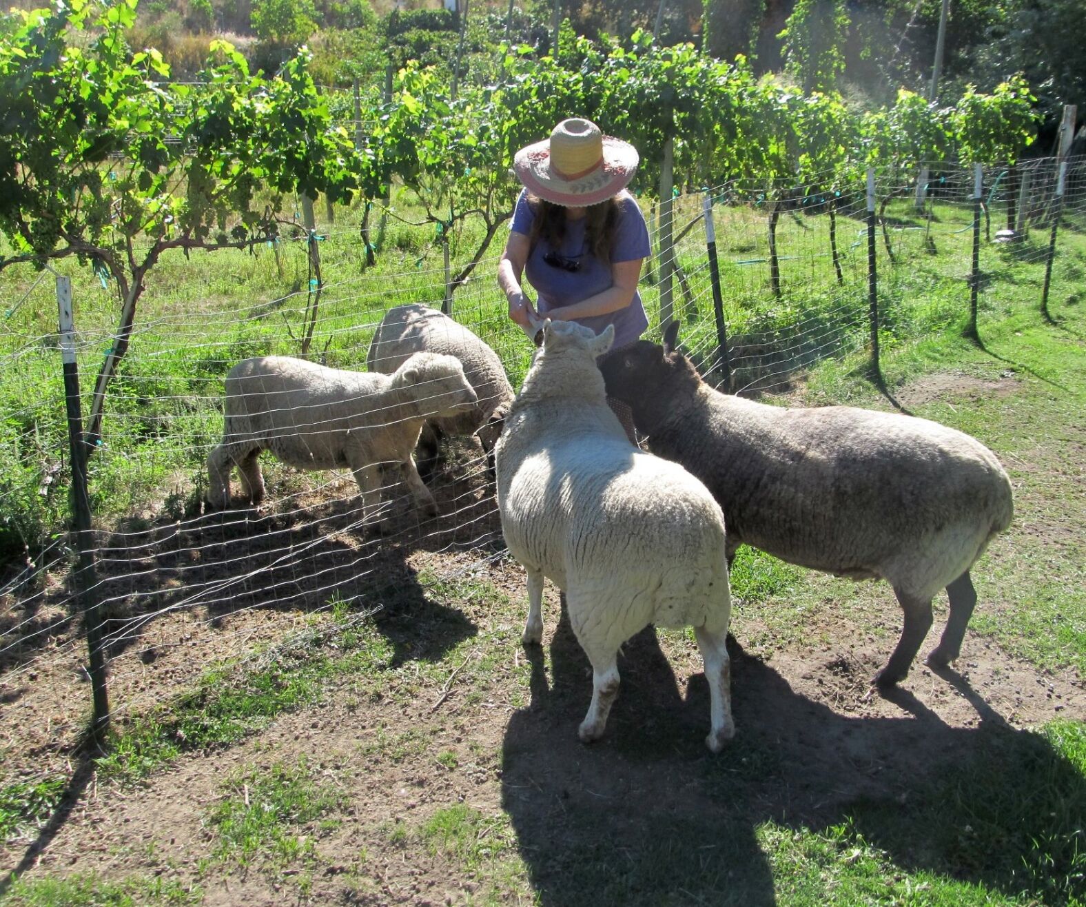 ‘Unherd’of? Entiat artist Susan Kidd makes stuffed animals from the ...