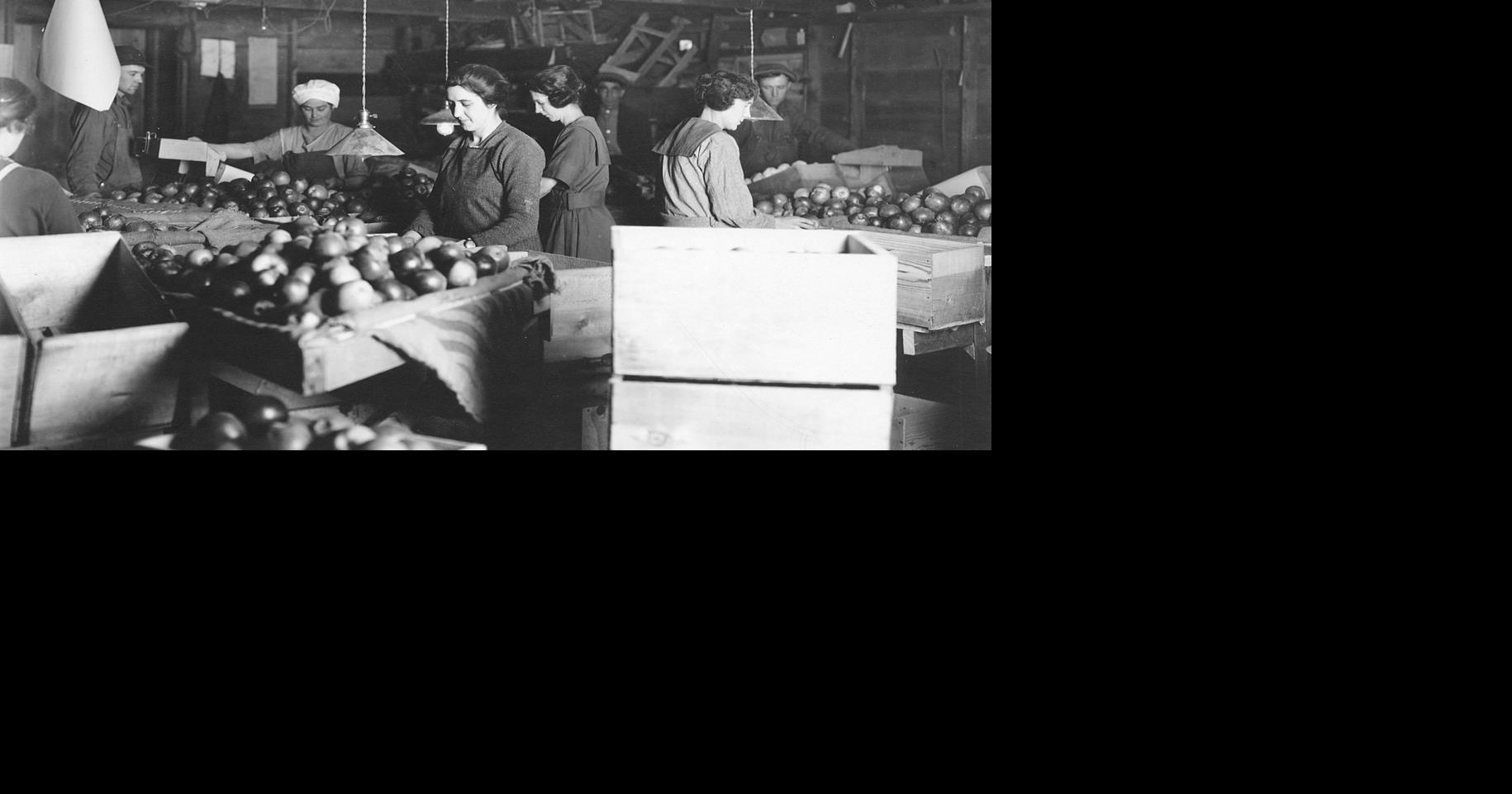 Old news: Packing apples at the Stutzman ranch | Local News ...