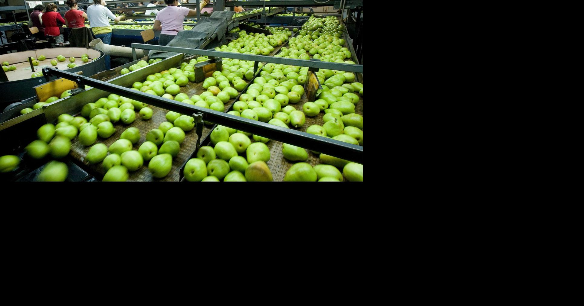 Pear growers see record year | Local News | wenatcheeworld.com