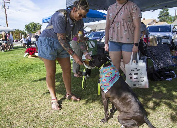 PHOTO GALLERY: Doggie Paddle Swim Day | | wenatcheeworld.com