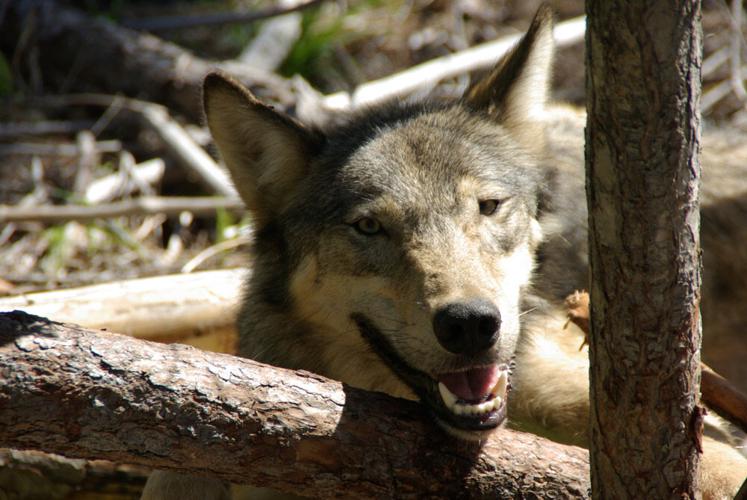 WDFW to kill up to 2 Leadpoint wolves, kills 1 Dominion wolf | Local ...