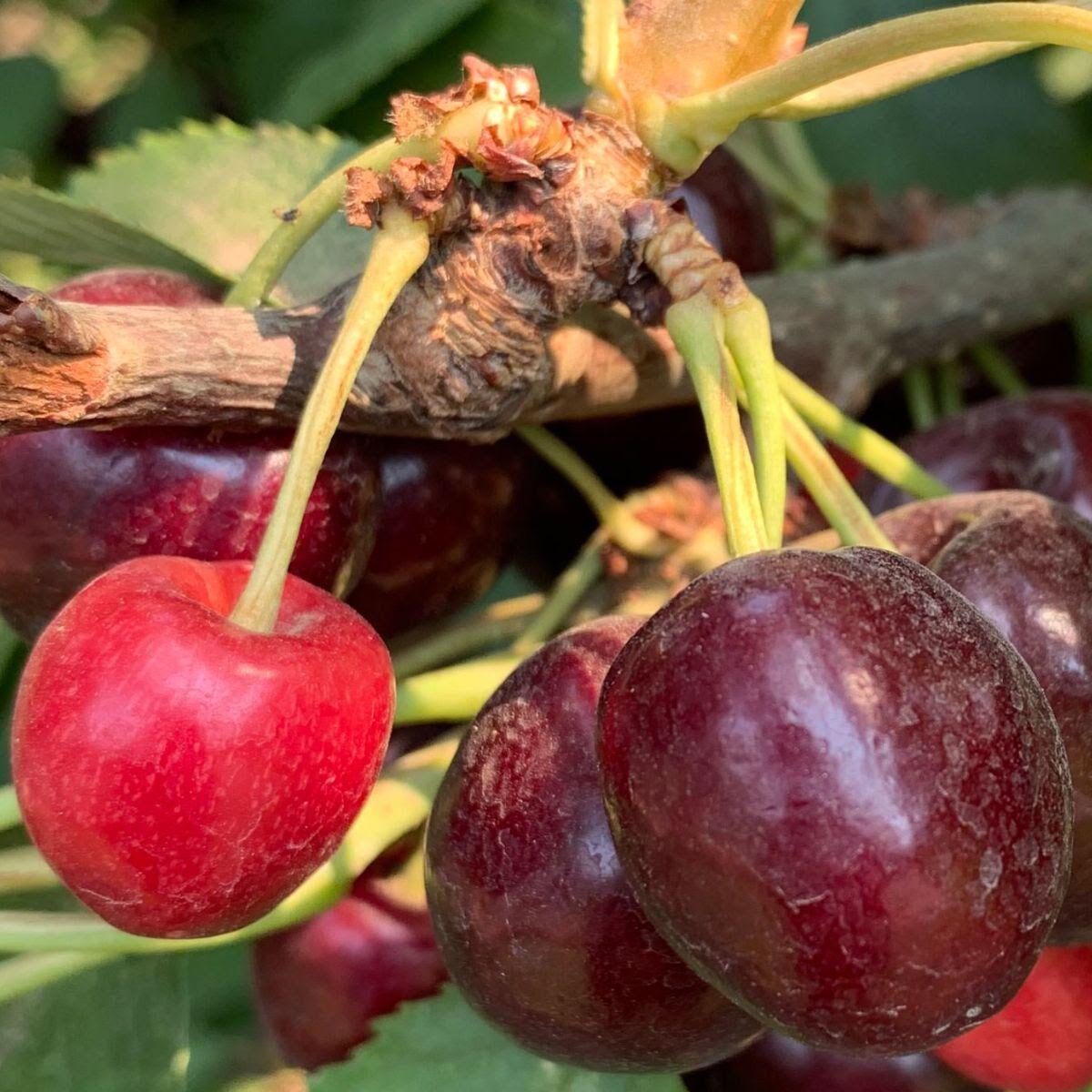 Little Cherry Disease research presented Wednesday | Business ...