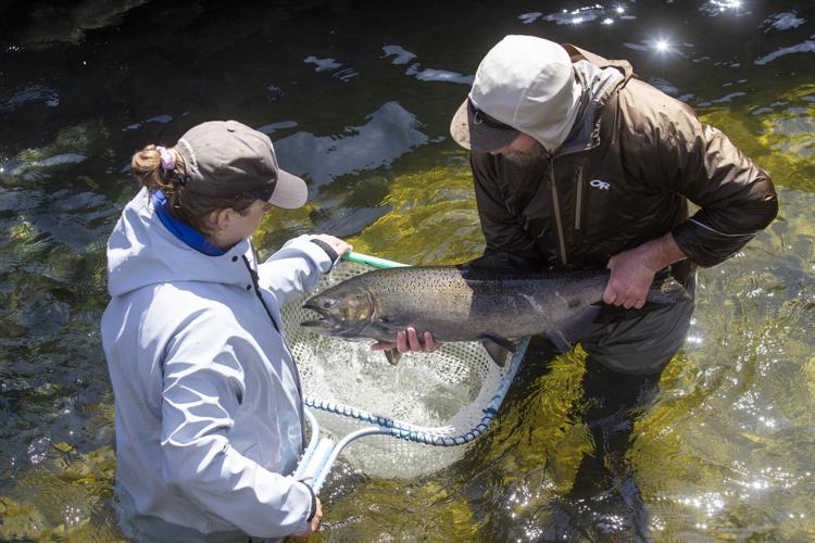 PHOTO GALLERY: Spring Chinook return to hatchery | News ...