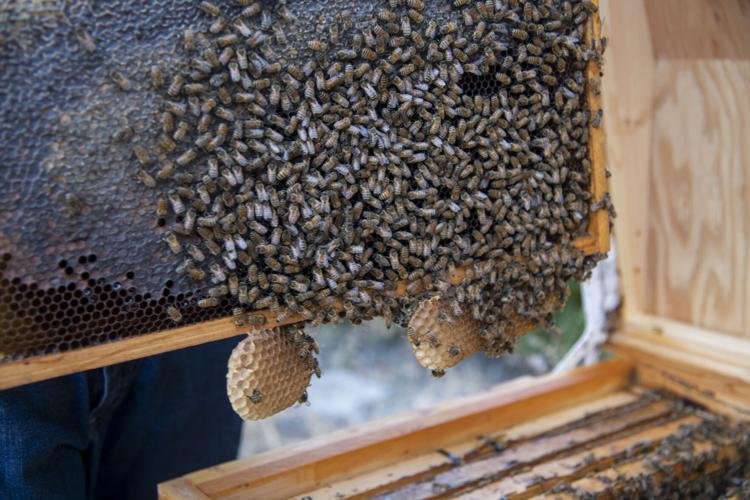 New WSU honey bee lab studies bee health, nutrition and parasites ...