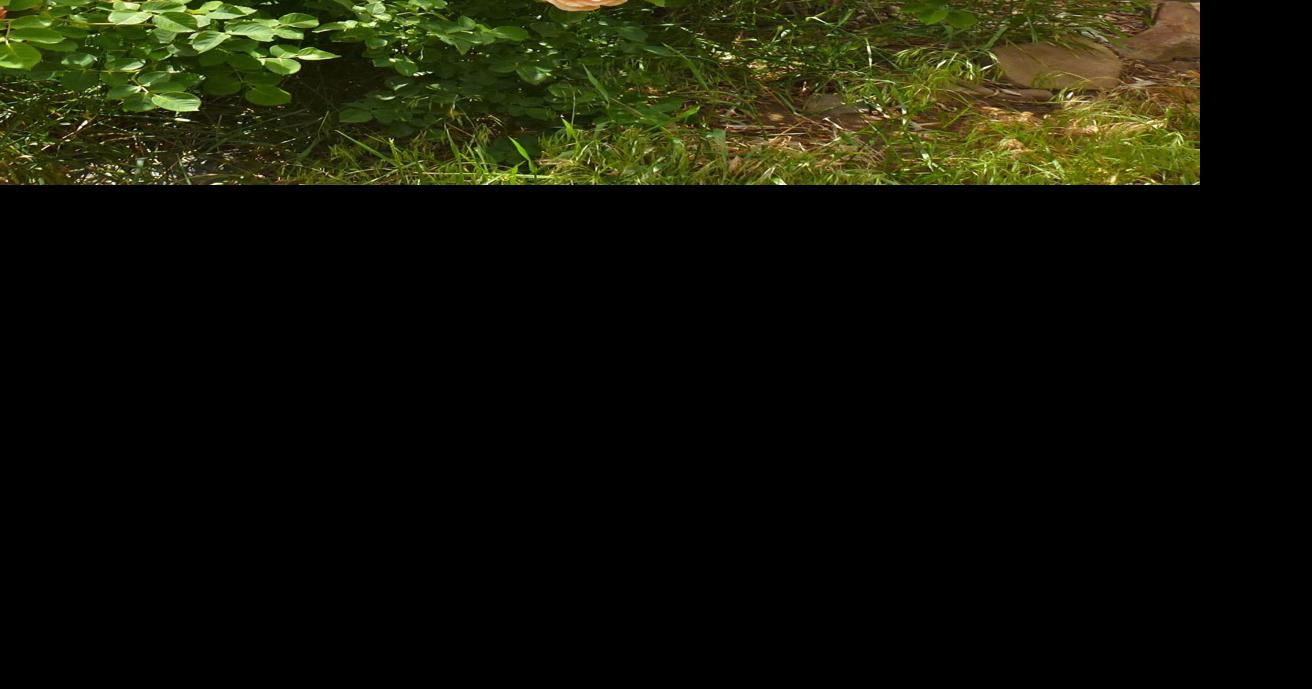 In the Garden: Griffith Buck roses are an easy-care option | At Home ...