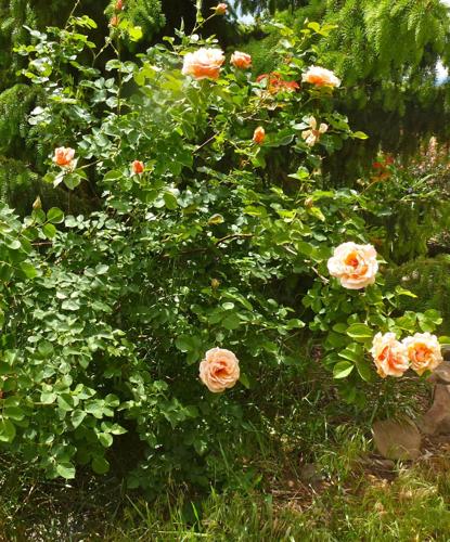 In the Garden: Griffith Buck roses are an easy-care option | At Home ...
