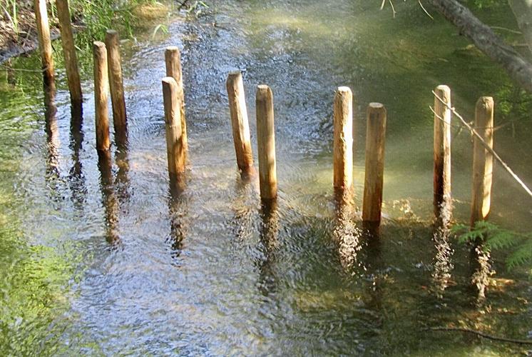 From Birds to Beavers: Entiat watershed tour highlights restoration ...