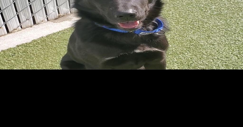 Pet of the Week | Archie | Empire Press | wenatcheeworld.com