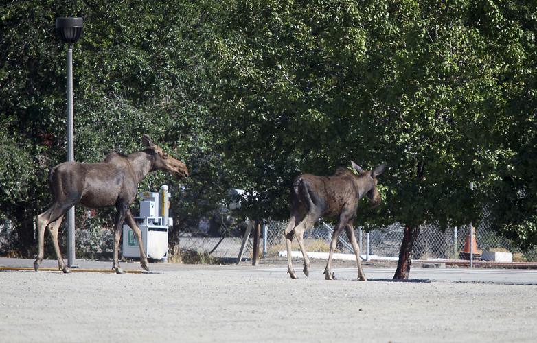 Photo gallery: Moose escorted to the Horan Natural Area | Local News ...