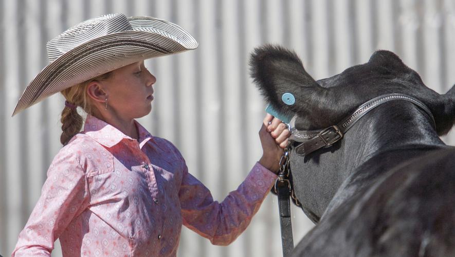 Let the judging begin | Local News | wenatcheeworld.com