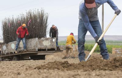 Stanford University to study foreign ag worker program in WA | Business ...