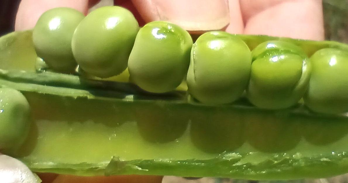 Dear Gabby | Is it safe to eat raw peas fresh from the garden? | Empire ...
