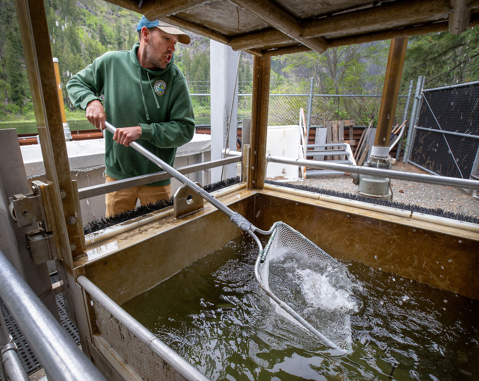Fish passing through Tumwater Dam near Leavenworth help hydro projects ...