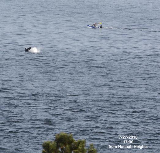 Grieving mother orca falling behind family as she carries dead calf for ...