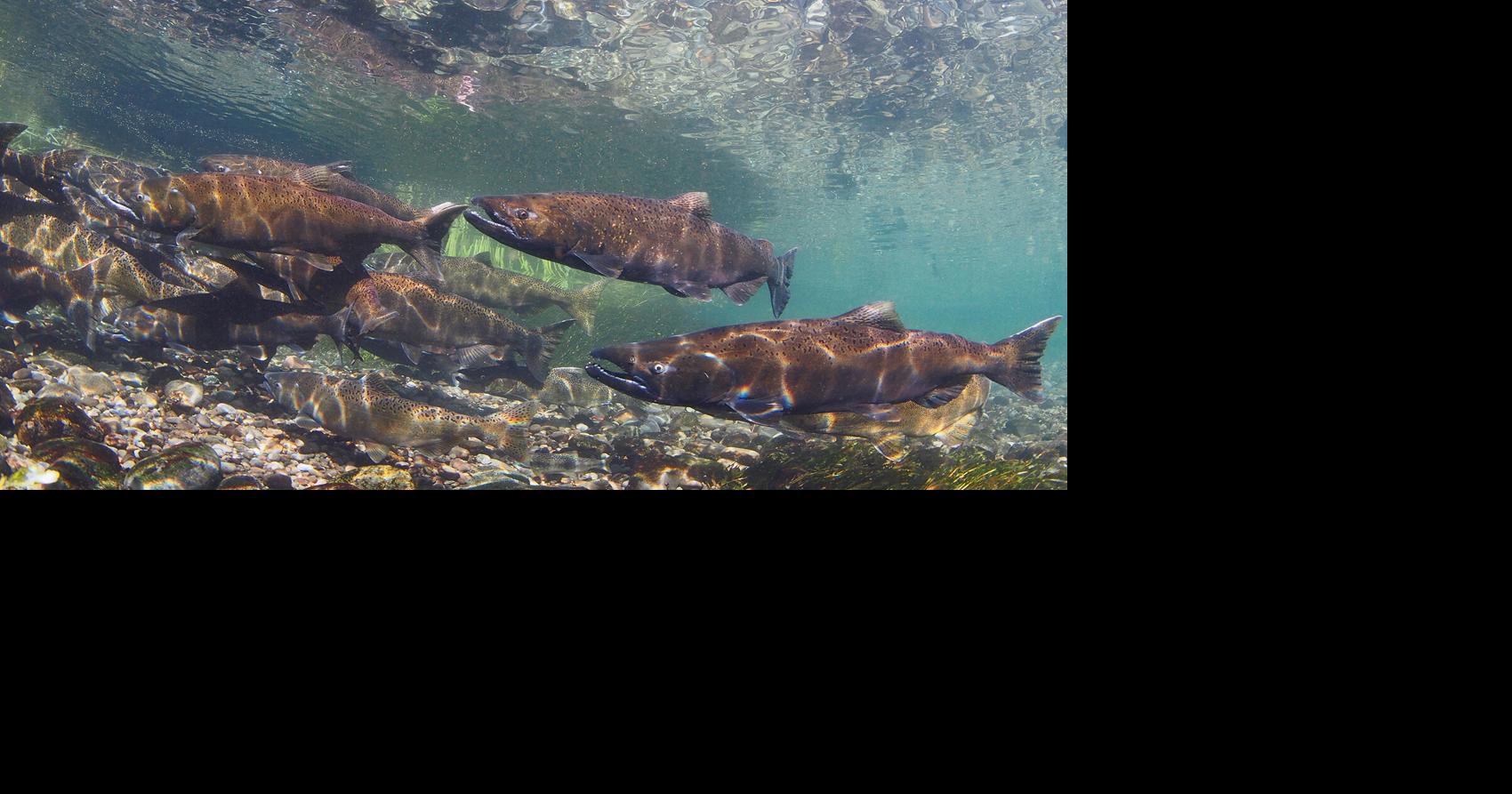 Fish Tales: Roe, roe, roe nearly ready to go at hatcheries | News ...