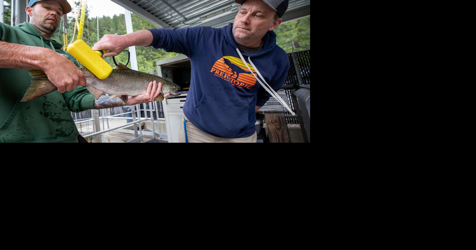 Fish passing through Tumwater Dam near Leavenworth help hydro projects ...