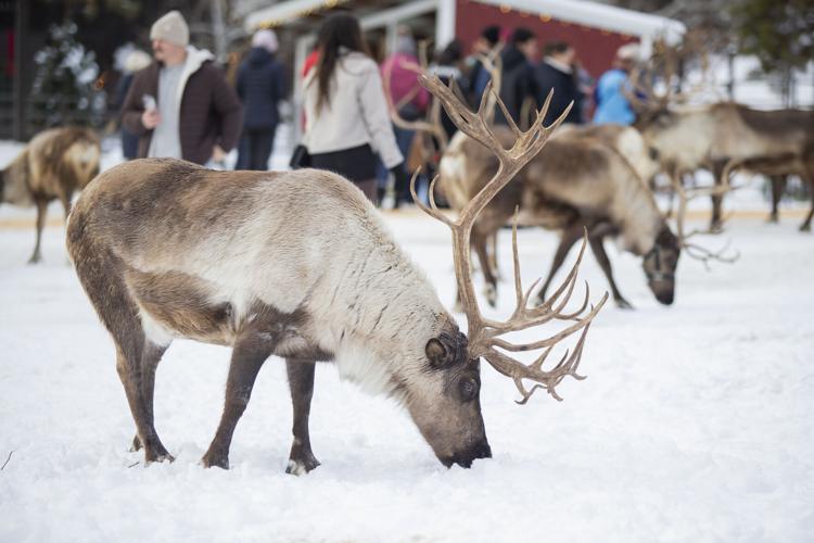 PHOTO GALLERY: Leavenworth Reindeer Farm | News | wenatcheeworld.com