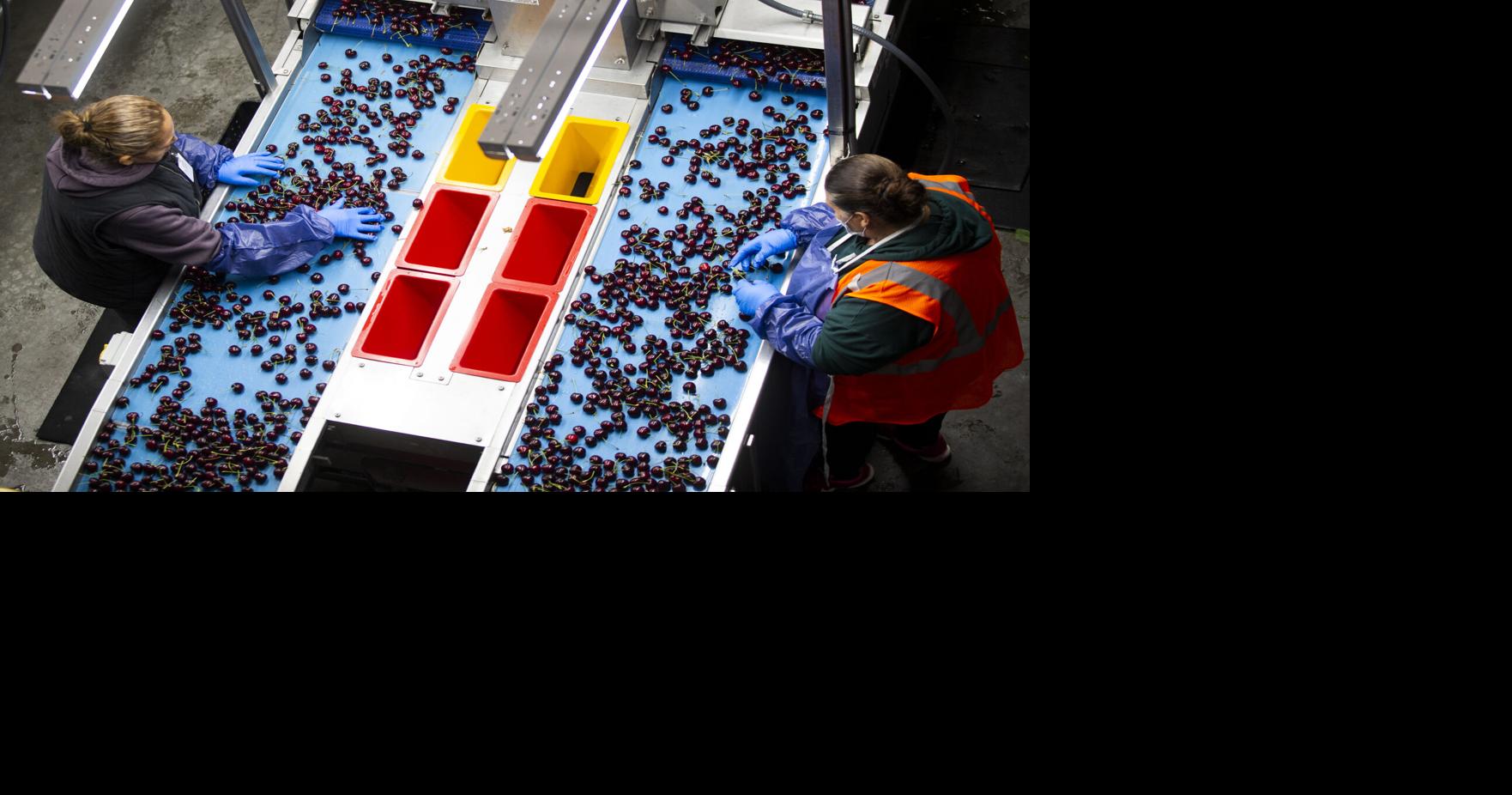 Northwest cherry harvest poised to surpass previous 2 years, Wenatchee Valley at core (pit ...