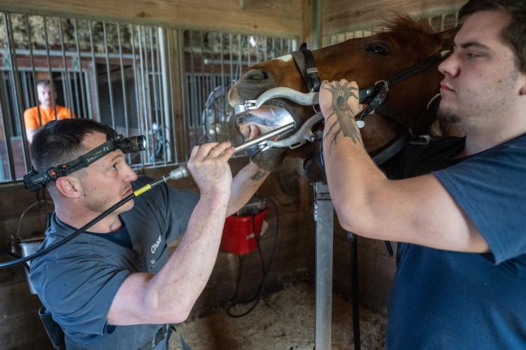 Equine veterinarian committed to caring for her large clients, despite ...