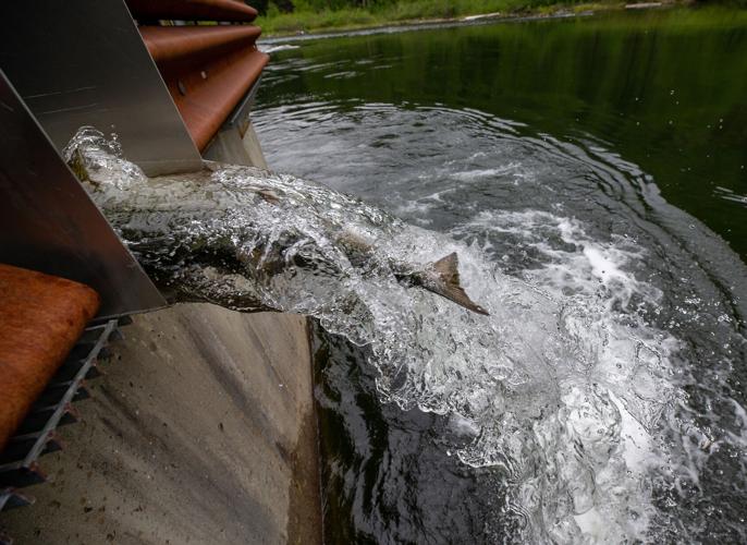 Fish passing through Tumwater Dam near Leavenworth help hydro projects ...