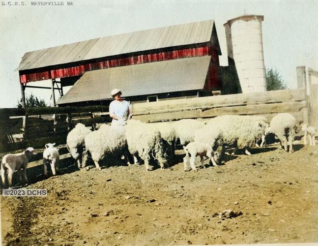 Bloody battle over hay: Douglas County sheep war erupts in 1890 winter ...