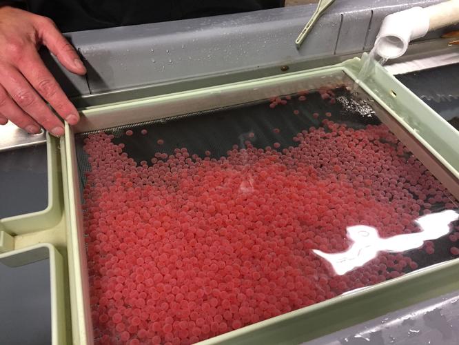 Fish Tales: Roe, roe, roe nearly ready to go at hatcheries | News ...