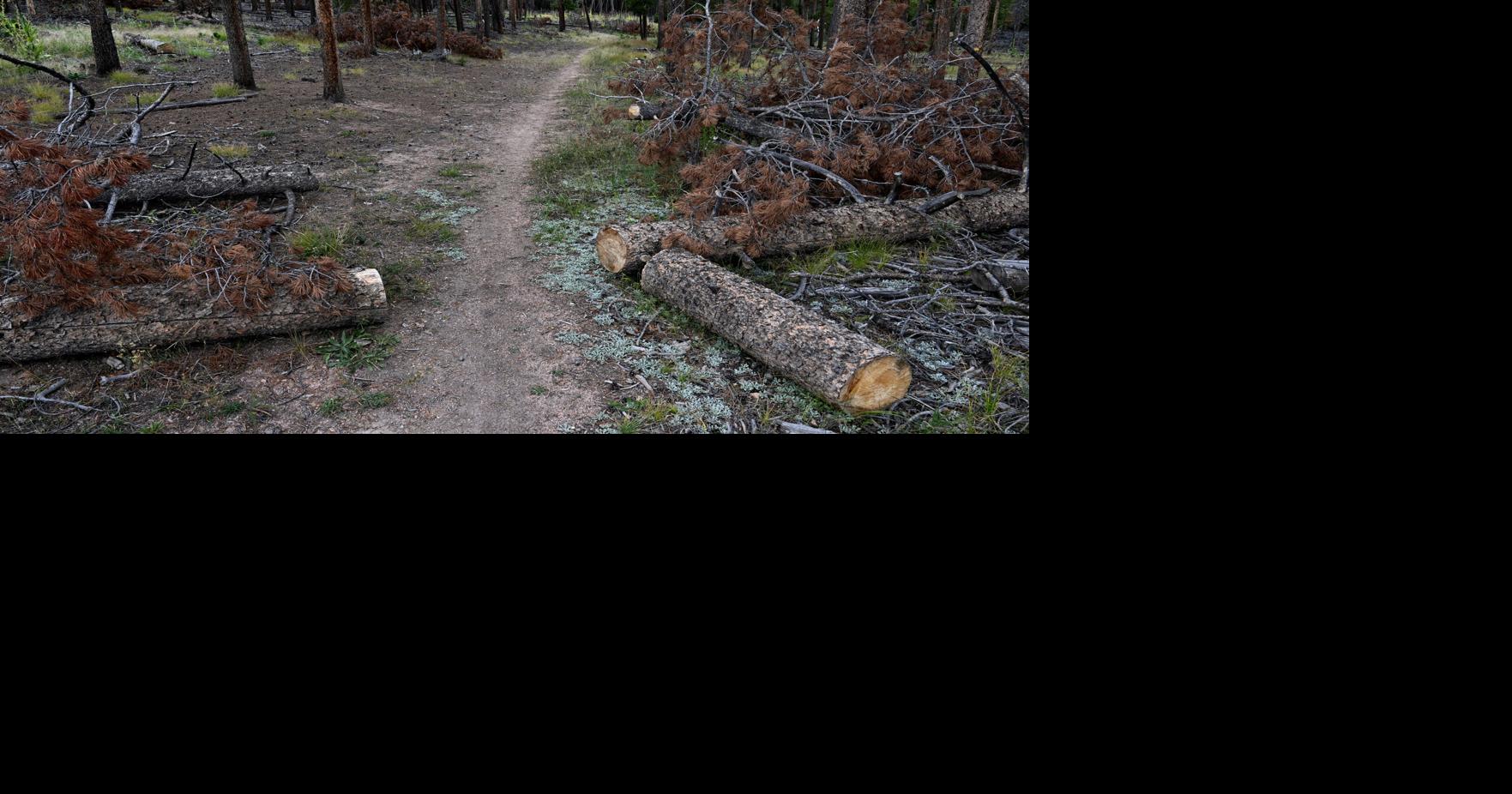 'Wildfire crisis' logging | Colorado forest lovers brace as feds rev up ...