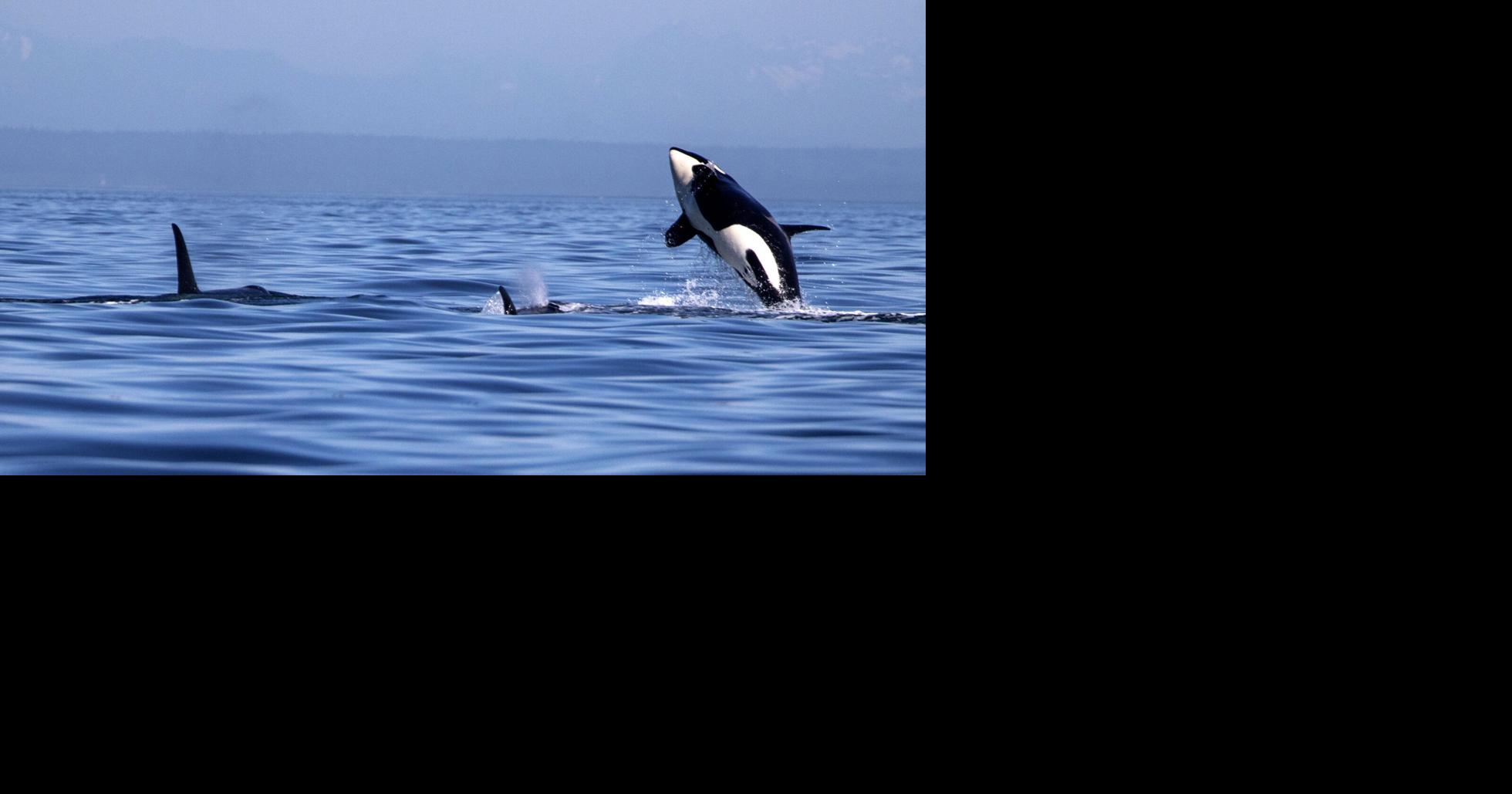 Puget Sound orcas beat up and even kill porpoises, new research reveals. But why? | News ...