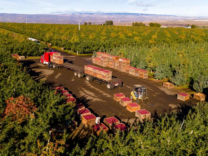 Washington apple industry weathers tariff strains; concerns remain over ...