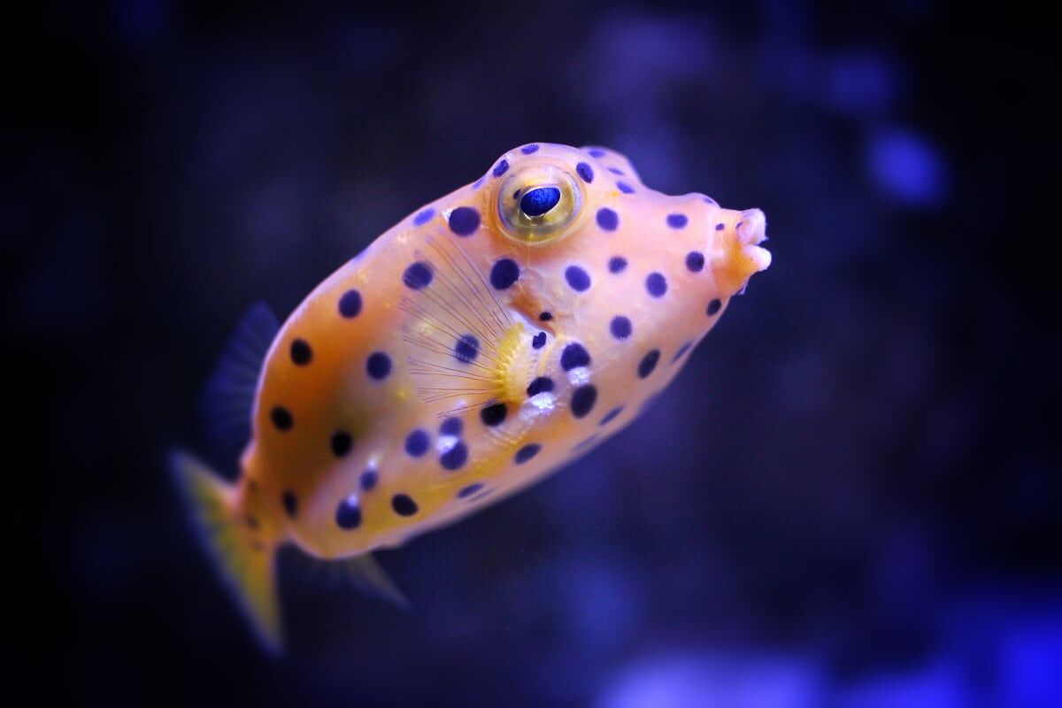 Baby Boxfish