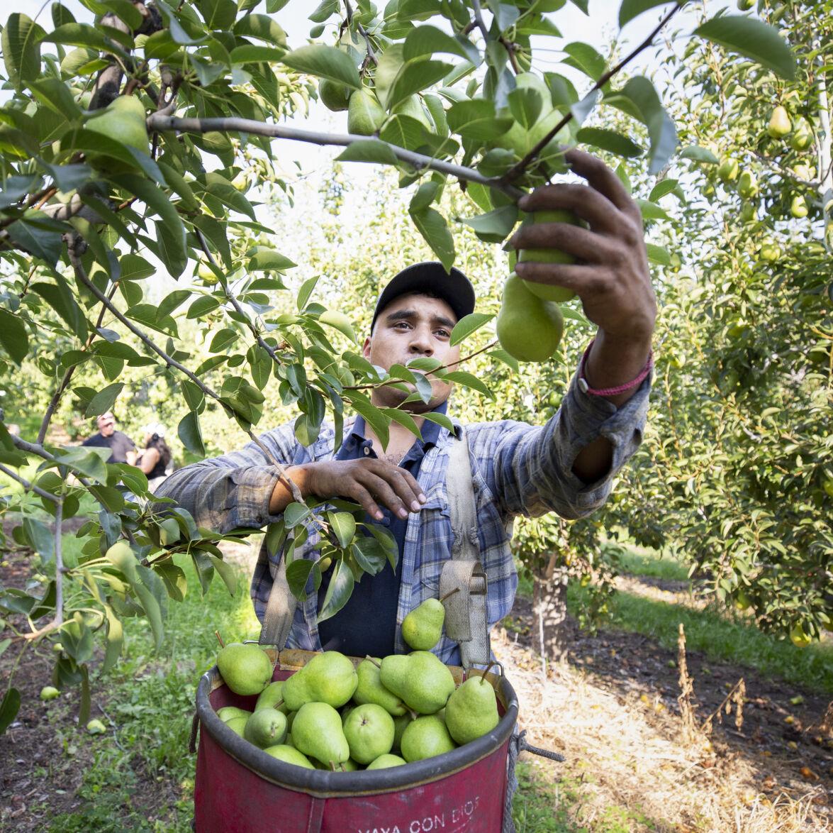 Chelan County, Chelan Douglas Regional Port Authority weigh details of ...