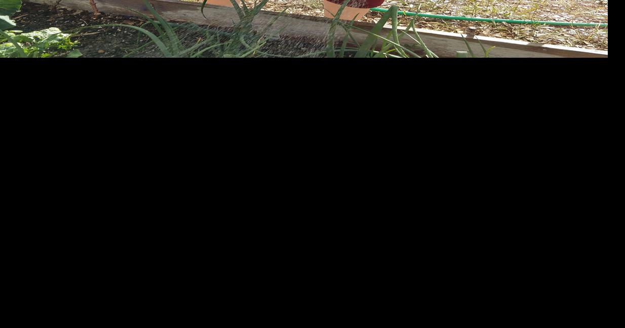 Waterville Wanderings | Meet the gardeners: Lisa Morelock, 57, of bed ...