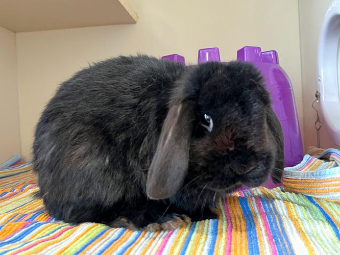 Pet of the Week | Flopsy | News | wenatcheeworld.com