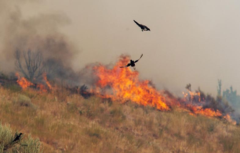 Photo gallery: Badger Mountain Road Fire | Local News | wenatcheeworld.com