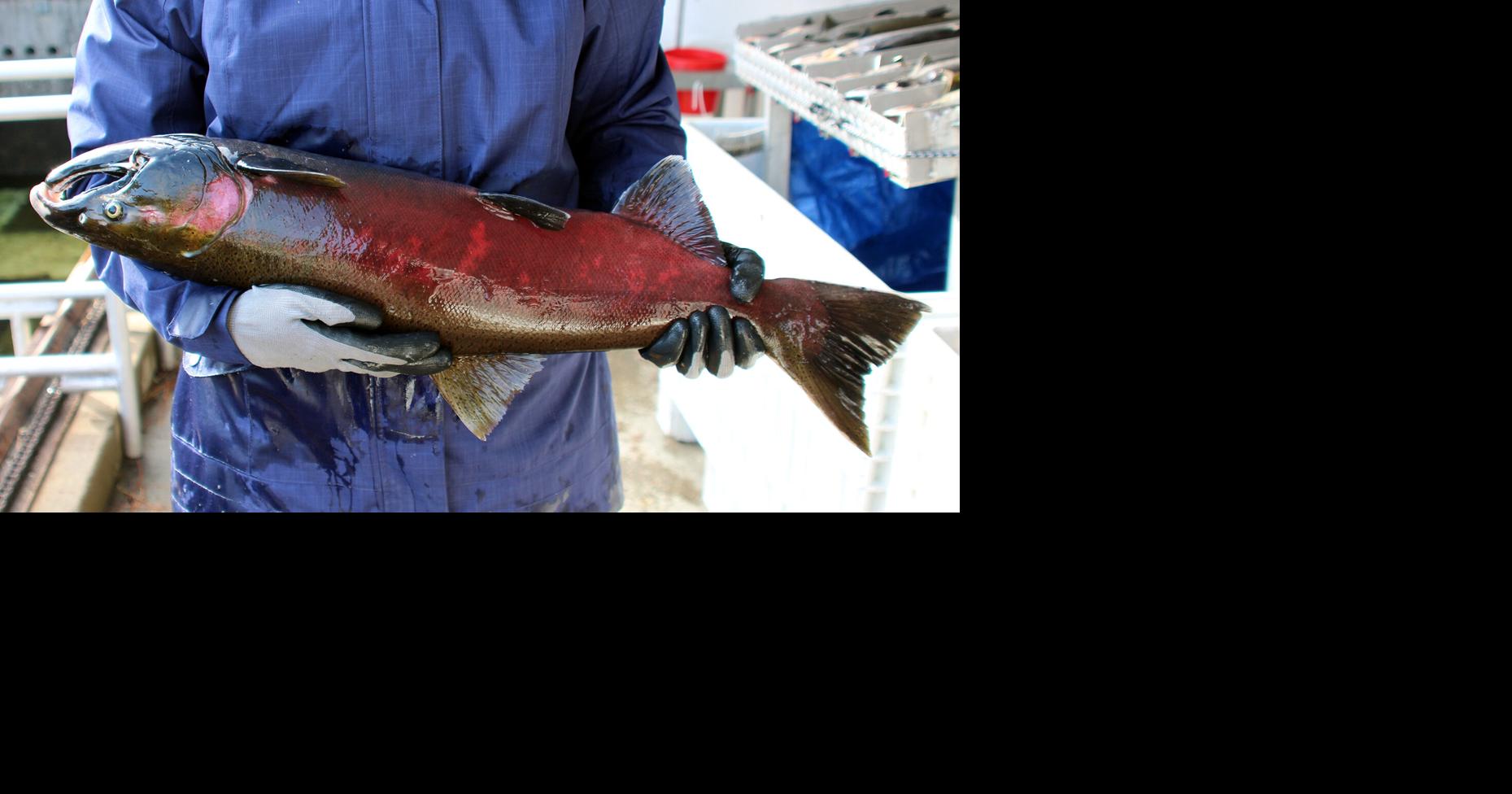 Fish Tales | Coho numbers climb thanks to partnership | News ...