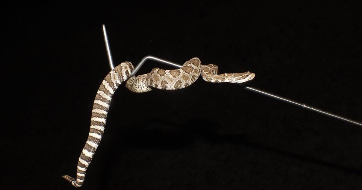 Mayo Clinic Minute | Desert dangers and snake bites | Business & Real ...
