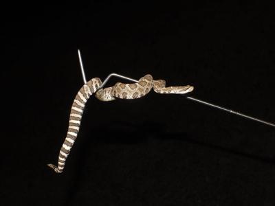 Mayo Clinic Minute | Desert dangers and snake bites | Business ...