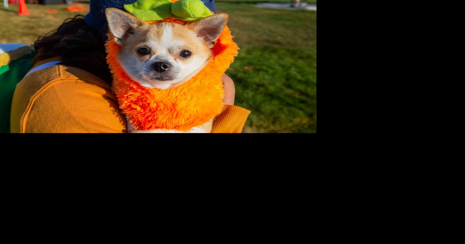 Animals on parade in adorable Halloween costumes | News ...