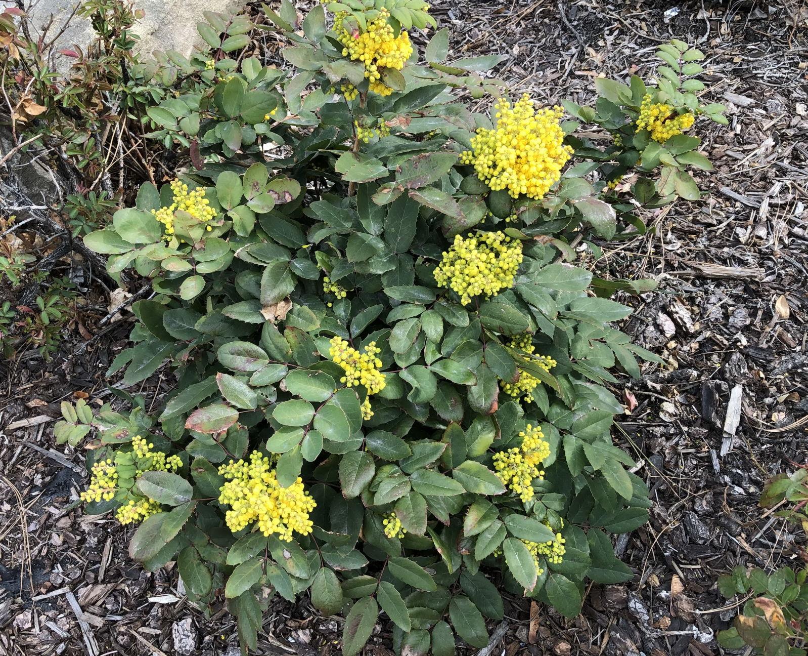 A short history of gardening with Pacific Northwest native plants ...
