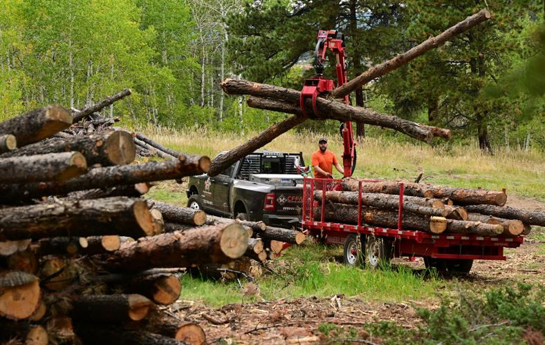 'Wildfire crisis' logging | Colorado forest lovers brace as feds rev up ...