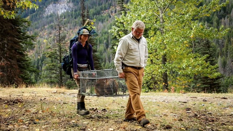 Beaver relocation becomes catalyst for climate change discussion ...