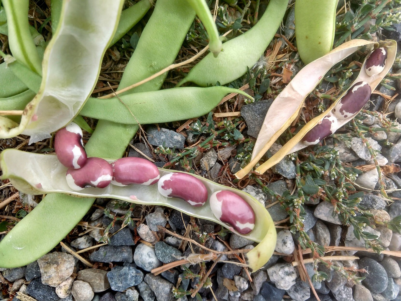 Floral & Garden Crafts Gardening & Plants 1500 Year Old Cave Beans New ...