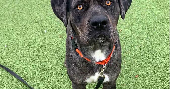 Pet of the Week | Meet Squash | News | wenatcheeworld.com